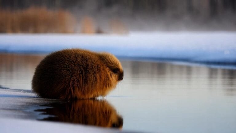 Haggis Wildlife Foundation