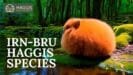 Haggis Wildlife Foundation