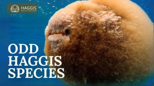 Haggis Wildlife Foundation